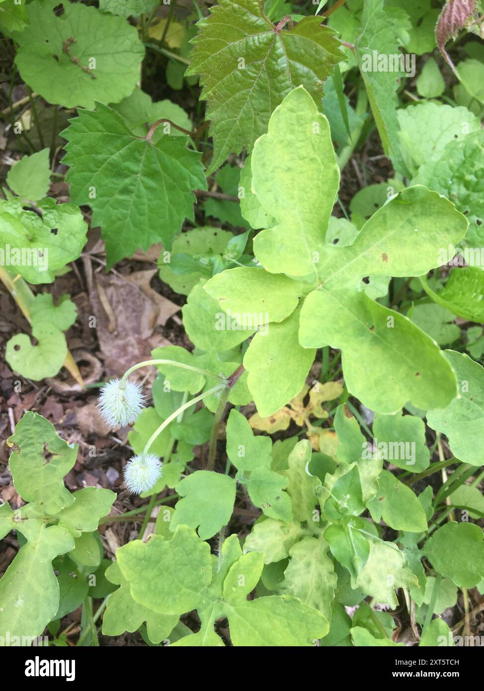 vascular plants (Tracheophyta) Plantae Stock Photo - Alamy