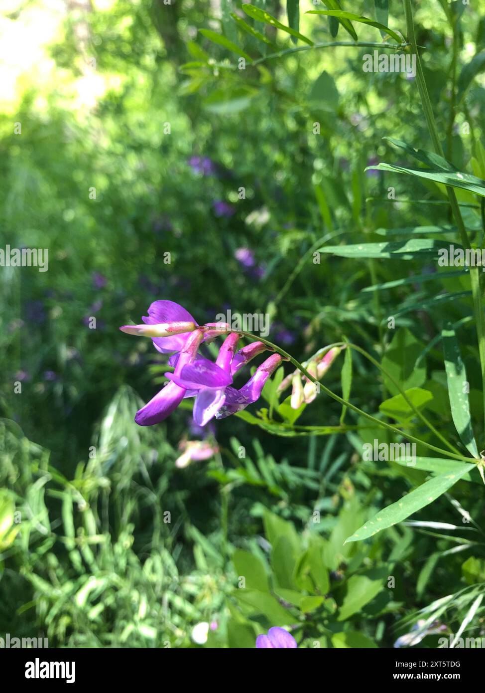 American vetch (Vicia americana) Plantae Stock Photo - Alamy