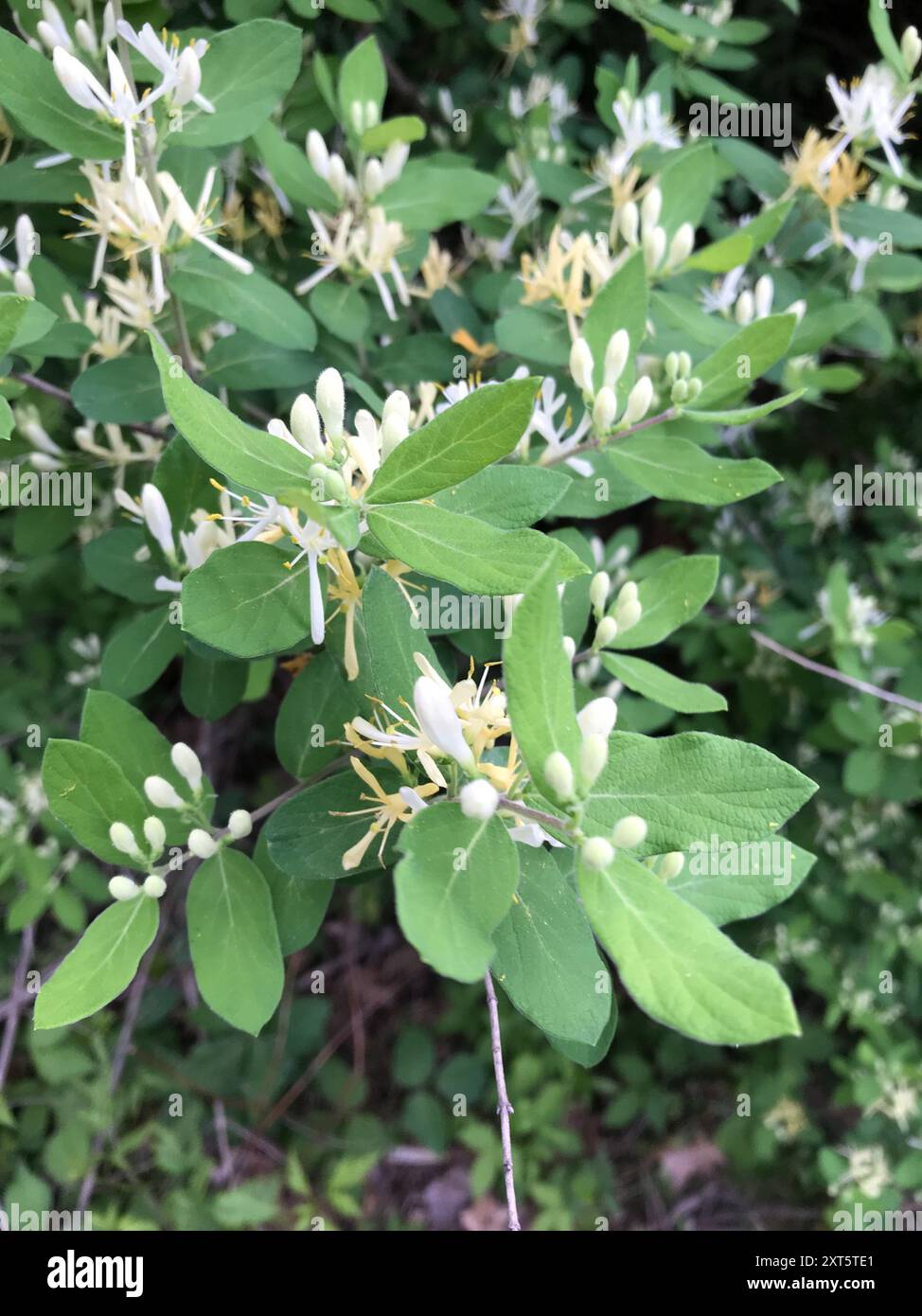 Morrow's honeysuckle (Lonicera morrowii) Plantae Stock Photo - Alamy