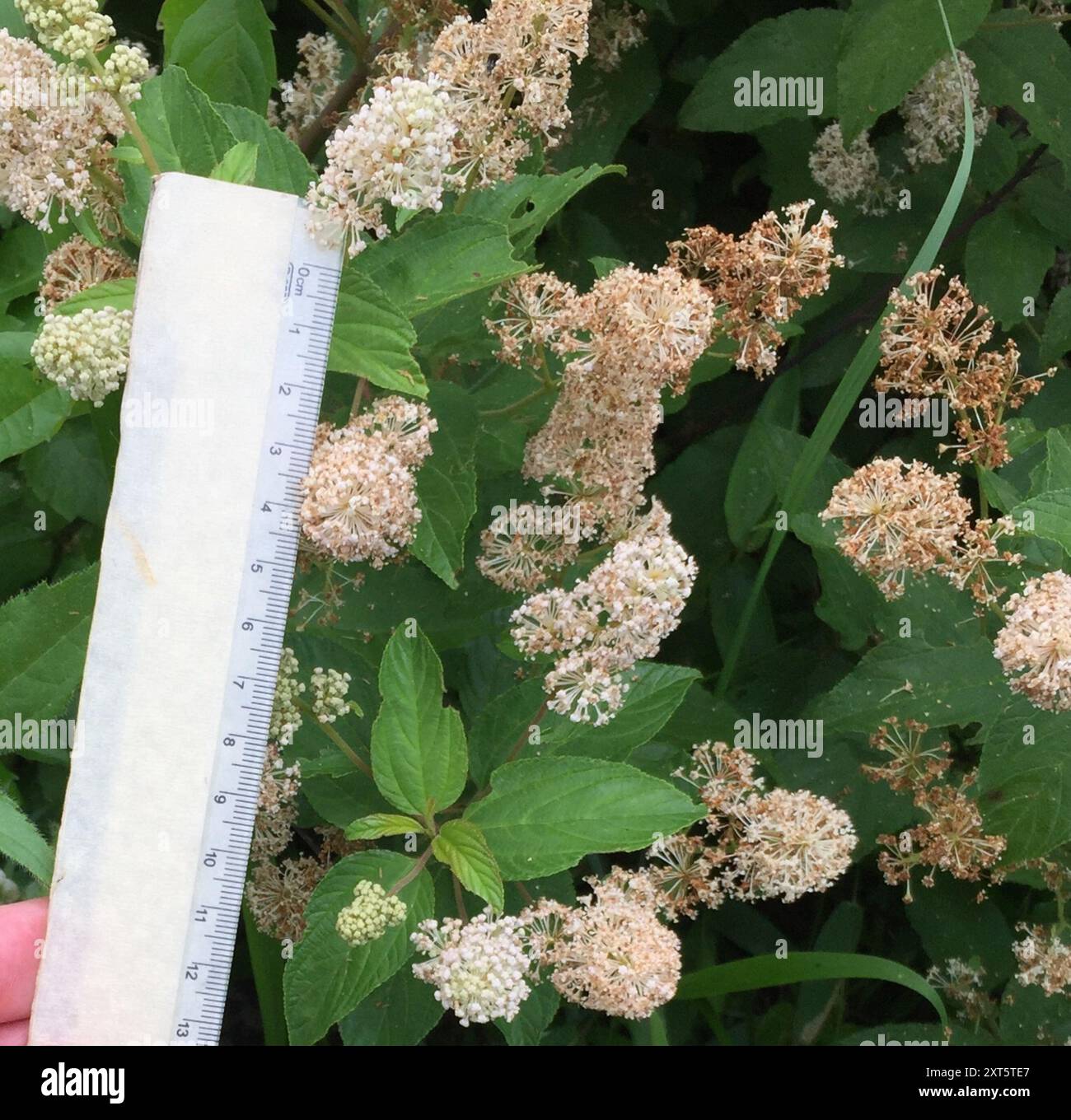 New Jersey tea (Ceanothus americanus) Plantae Stock Photo - Alamy