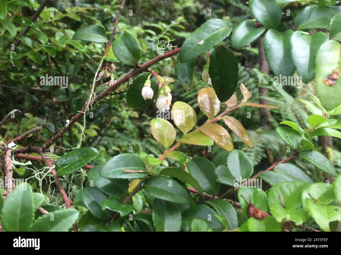 Evergreen Huckleberry (Vaccinium ovatum) Plantae Stock Photo - Alamy