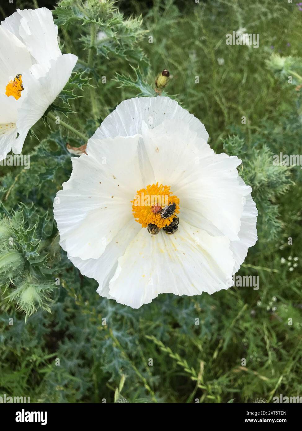 Plantae argemone hi-res stock photography and images - Alamy
