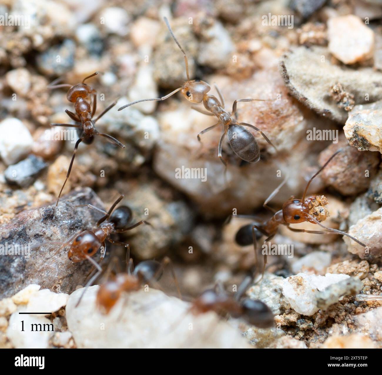 Bicolored Pyramid Ant (Dorymyrmex bicolor) Insecta Stock Photo - Alamy