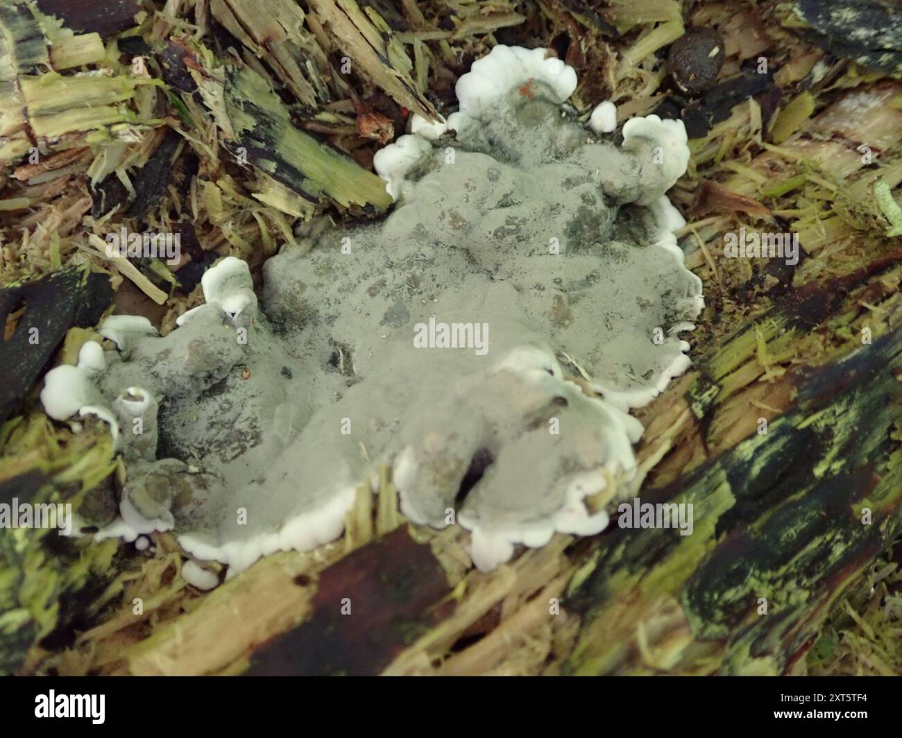 Brittle Cinder (Kretzschmaria deusta) Fungi Stock Photo - Alamy