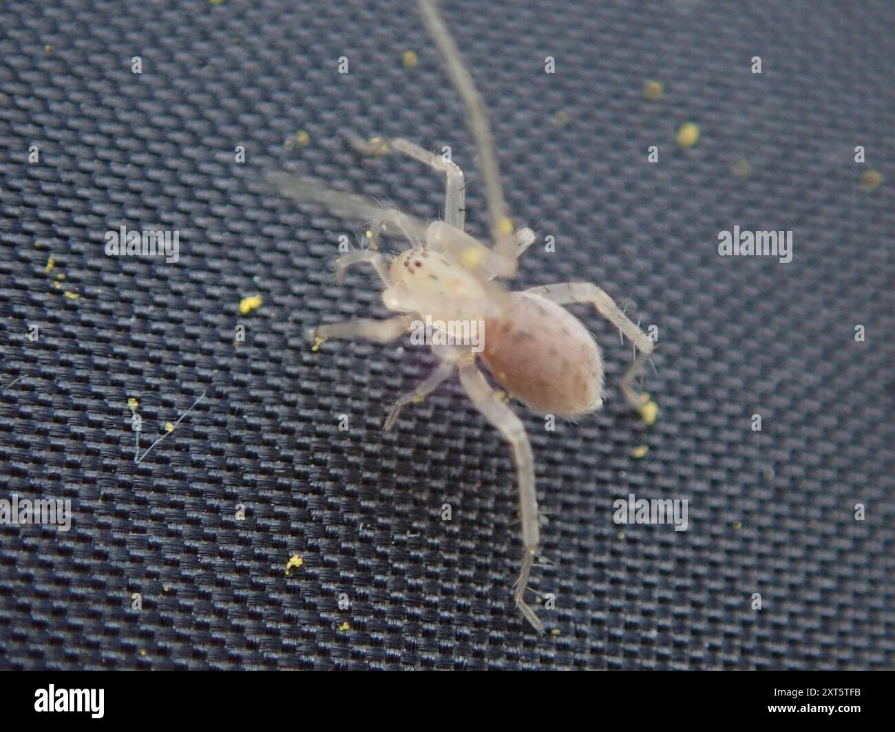 Long-legged Ghost Spider (Wulfila saltabundus) Arachnida Stock Photo ...