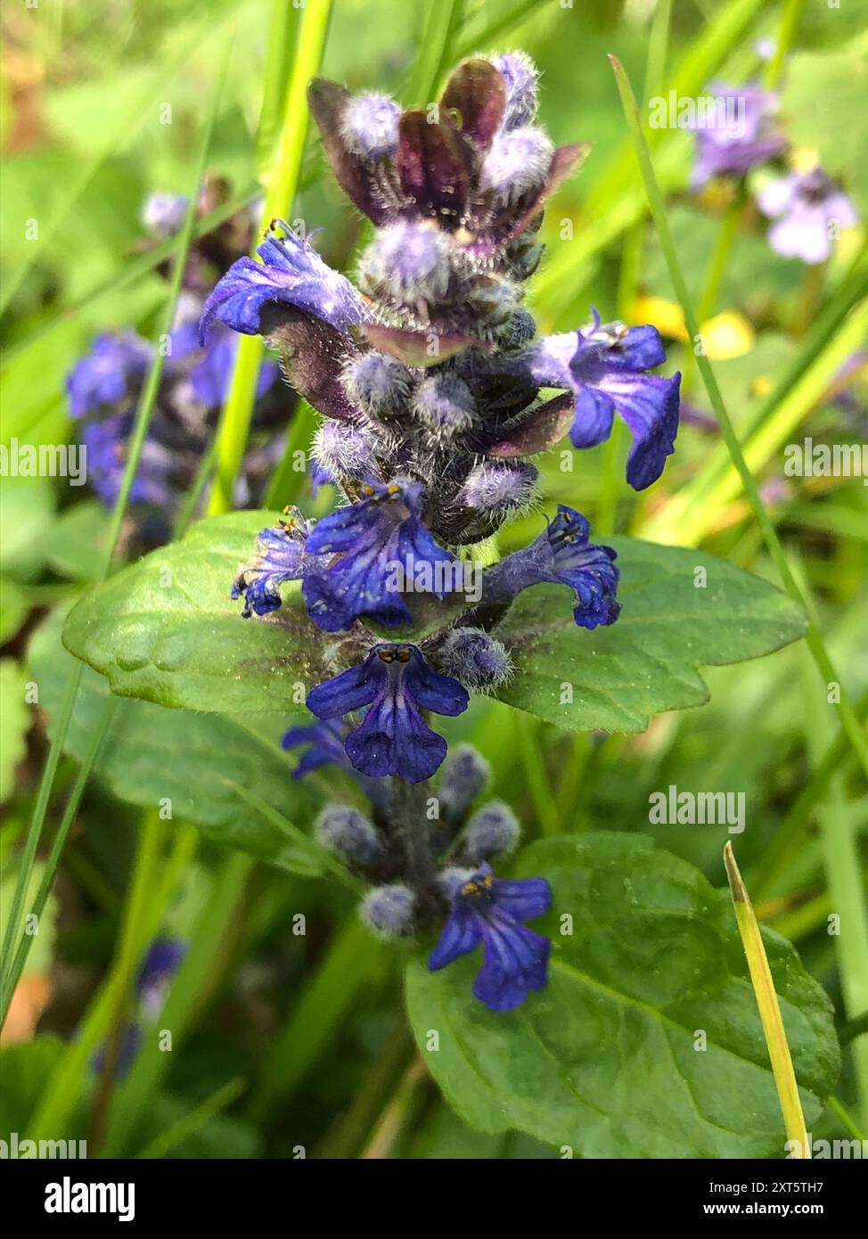 carpet bugle (Ajuga reptans) Plantae Stock Photo - Alamy