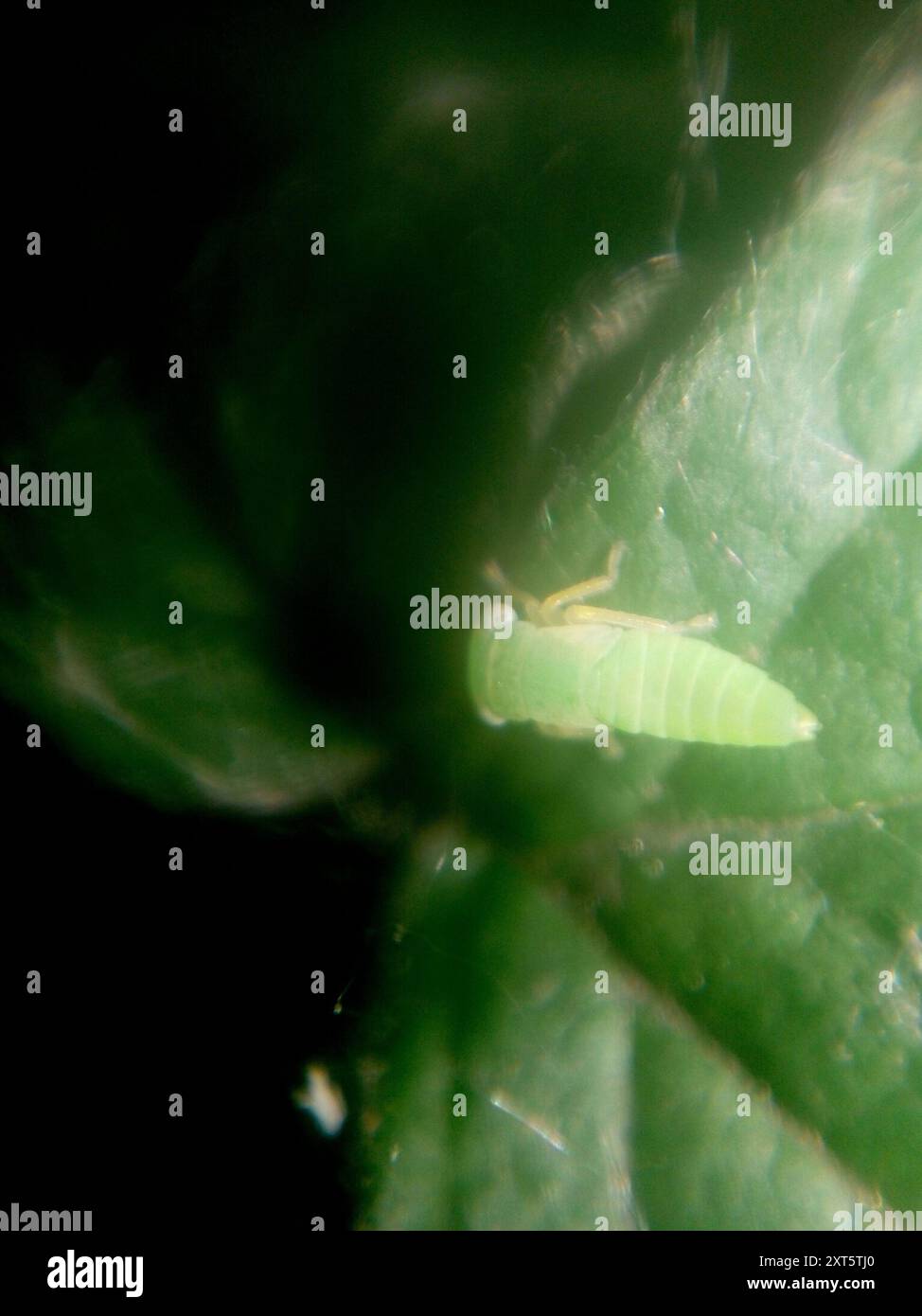 Typical Leafhoppers (Cicadellidae) Insecta Stock Photo - Alamy