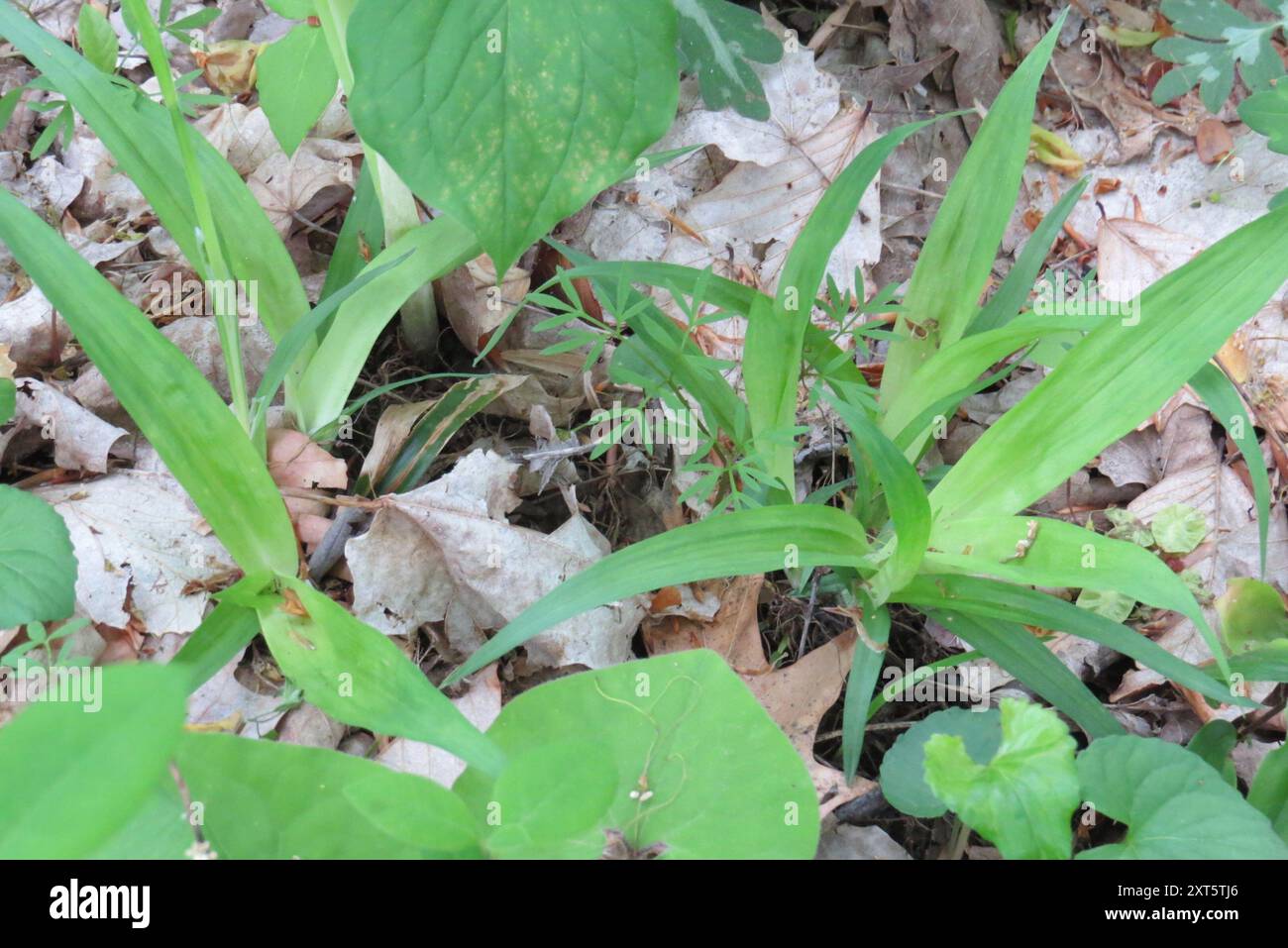 White Bear Sedge (Carex albursina) Plantae Stock Photo - Alamy