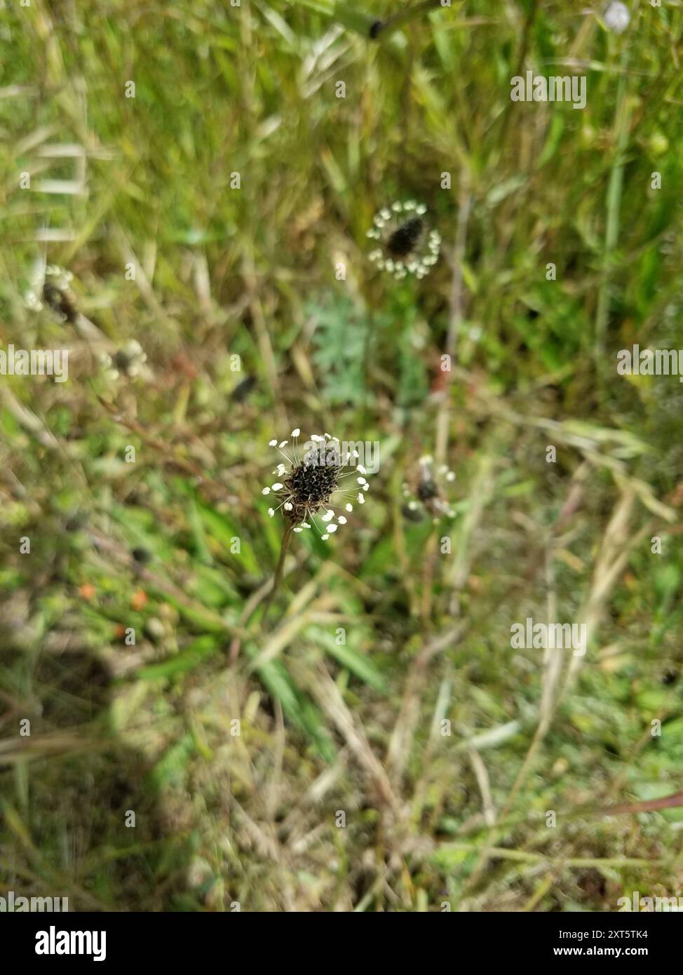 ribwort plantain (Plantago lanceolata) Plantae Stock Photo - Alamy