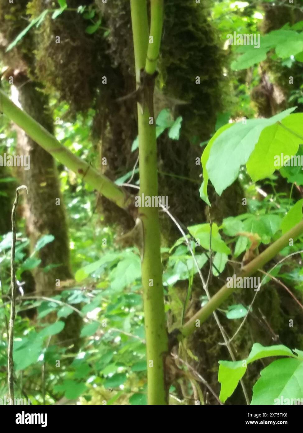 cluster rose (Rosa pisocarpa) Plantae Stock Photo - Alamy