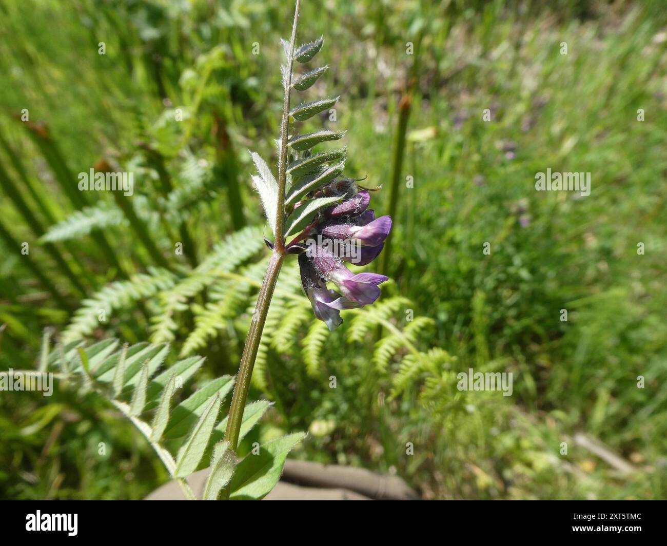 Bush Vetch (Vicia sepium) Plantae Stock Photo - Alamy