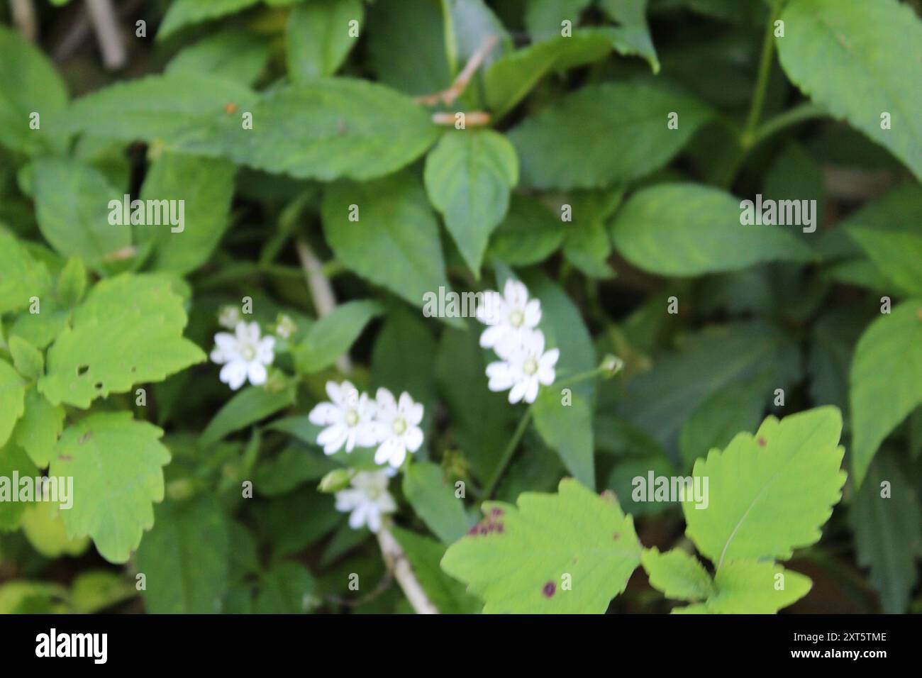 star chickweed (Stellaria pubera) Plantae Stock Photo - Alamy