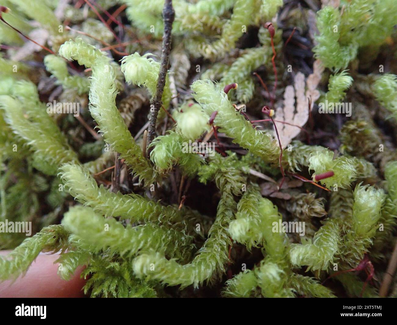 Pipecleaner Moss (Rhytidiopsis robusta) Plantae Stock Photo - Alamy