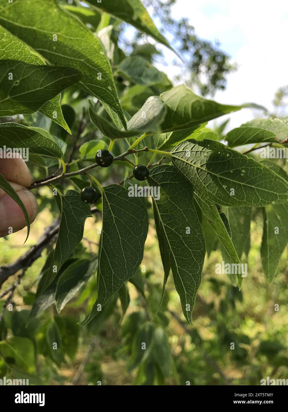 sugar hackberry (Celtis laevigata) Plantae Stock Photo - Alamy