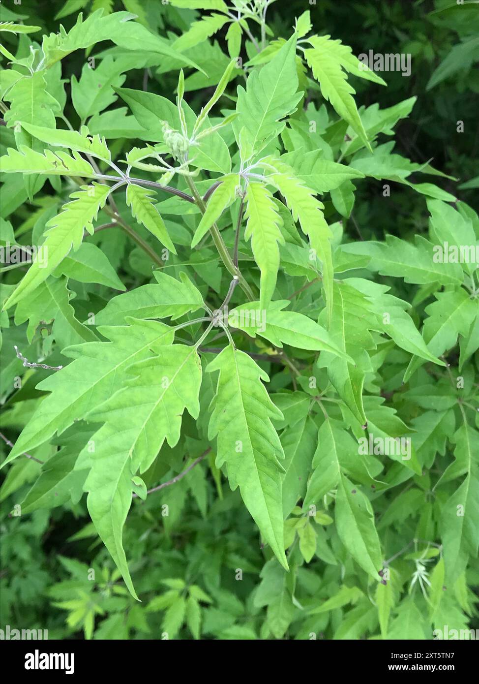 Five-leaved chaste tree (Vitex negundo) Plantae Stock Photo - Alamy