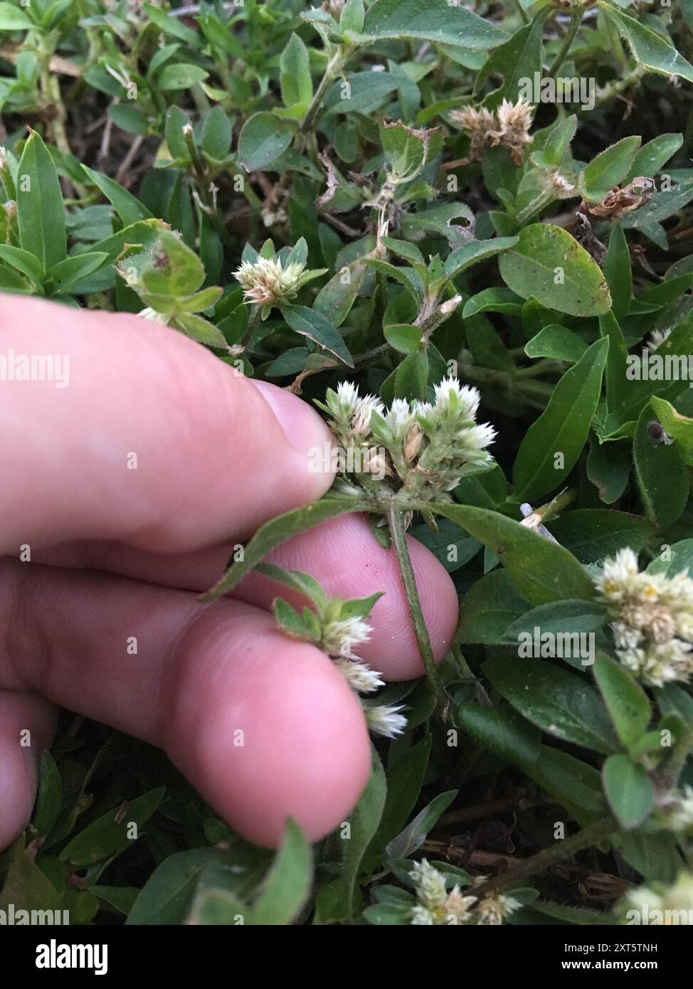 Smooth Joyweed (Alternanthera paronychioides) Plantae Stock Photo - Alamy