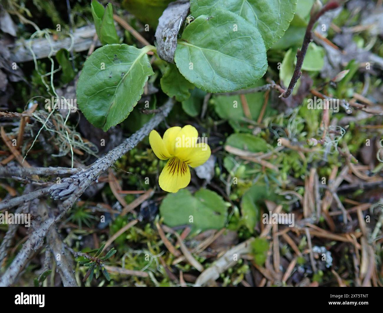 western roundleaf violet (Viola orbiculata) Plantae Stock Photo - Alamy