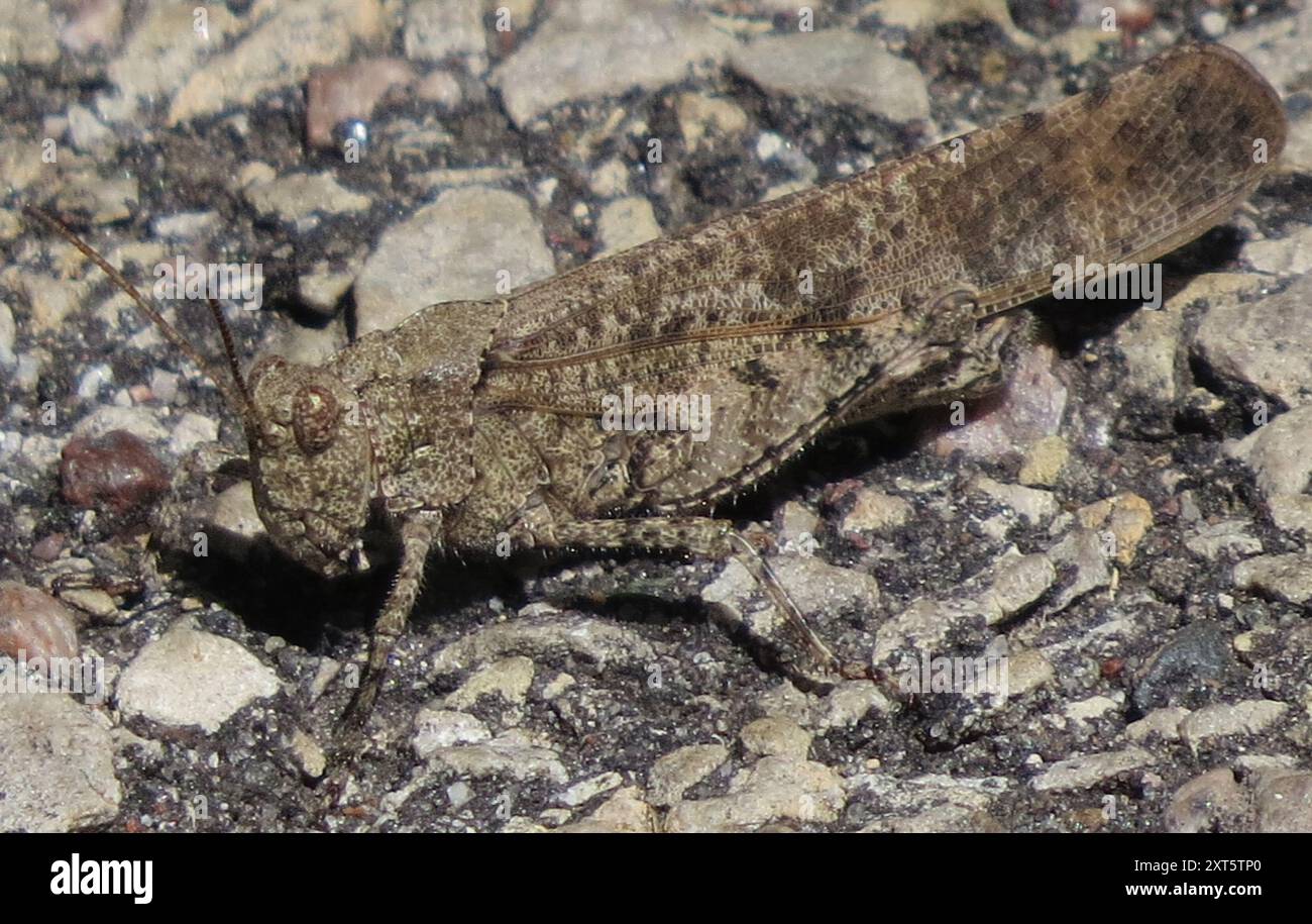 Carolina Grasshopper (Dissosteira carolina) Insecta Stock Photo - Alamy