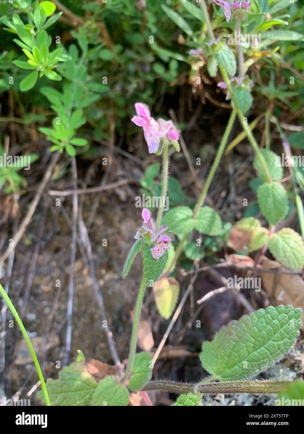 Rough Hedgenettle (Stachys rigida) Plantae Stock Photo - Alamy