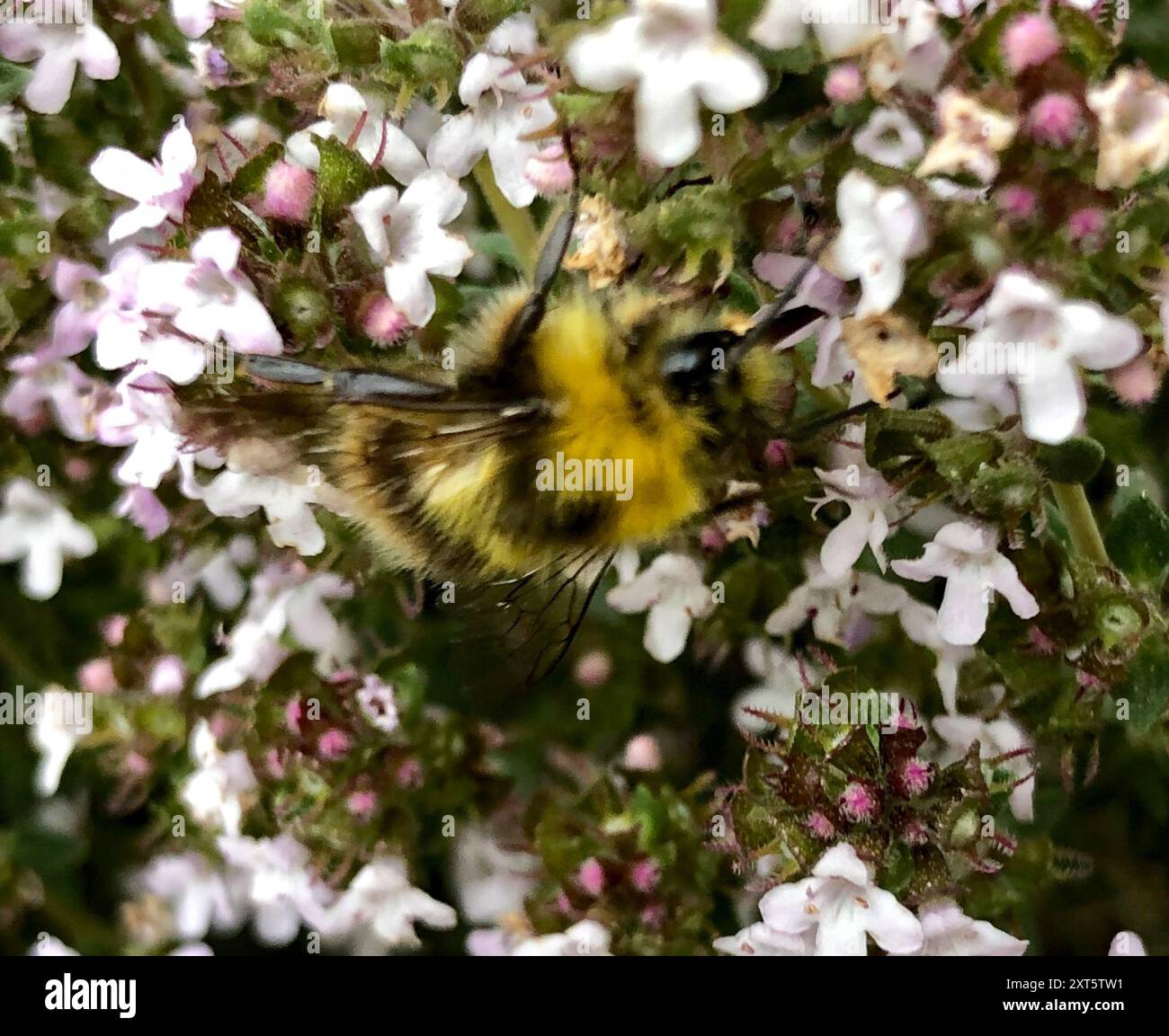 Early Bumble Bee (Bombus pratorum) Insecta Stock Photo - Alamy
