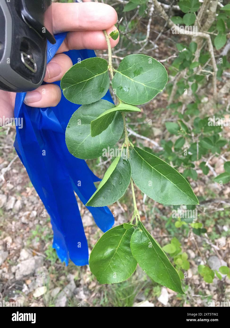 Netleaf Forestiera (Forestiera reticulata) Plantae Stock Photo - Alamy