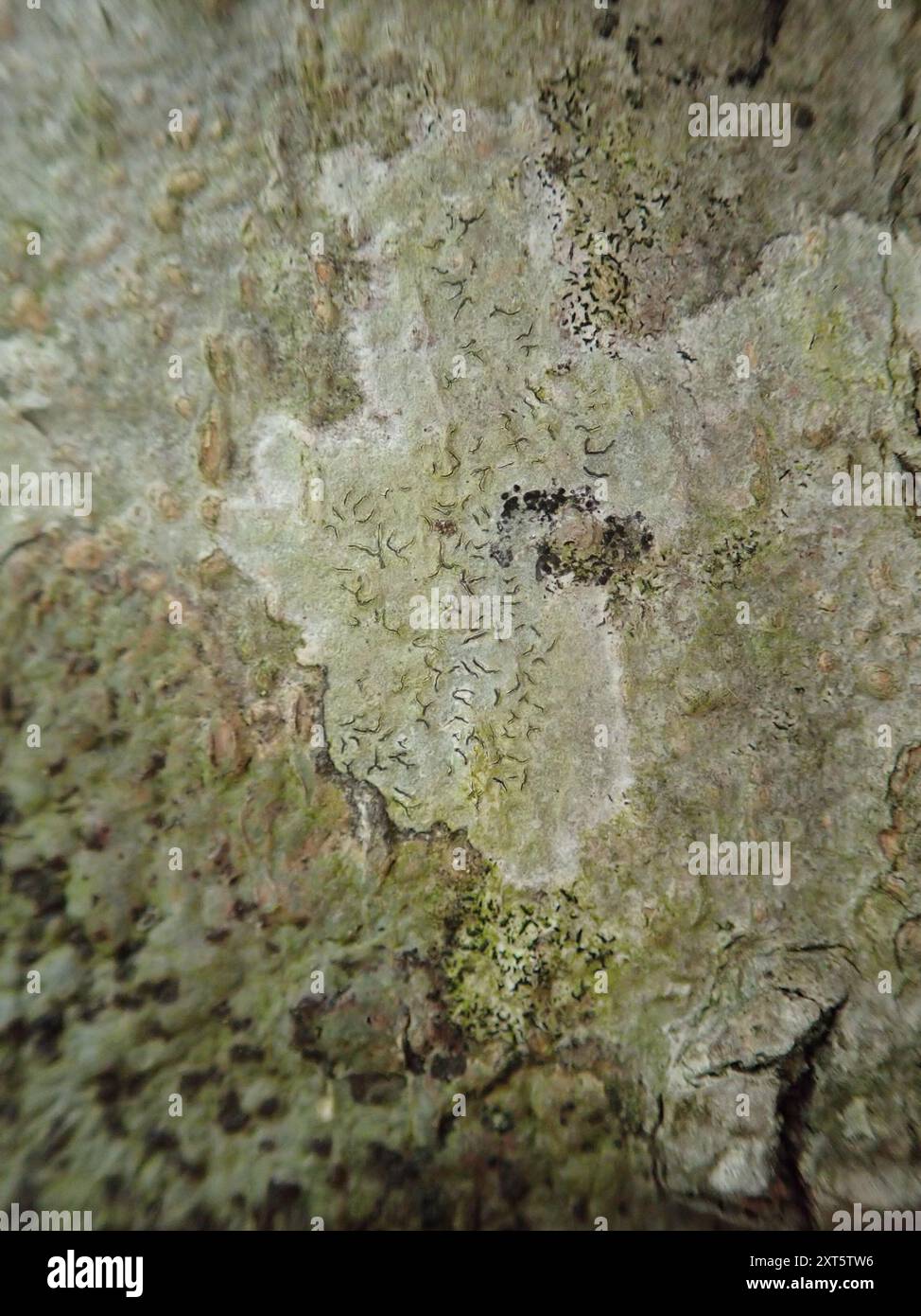 Common Script Lichen (Graphis scripta) Fungi Stock Photo - Alamy