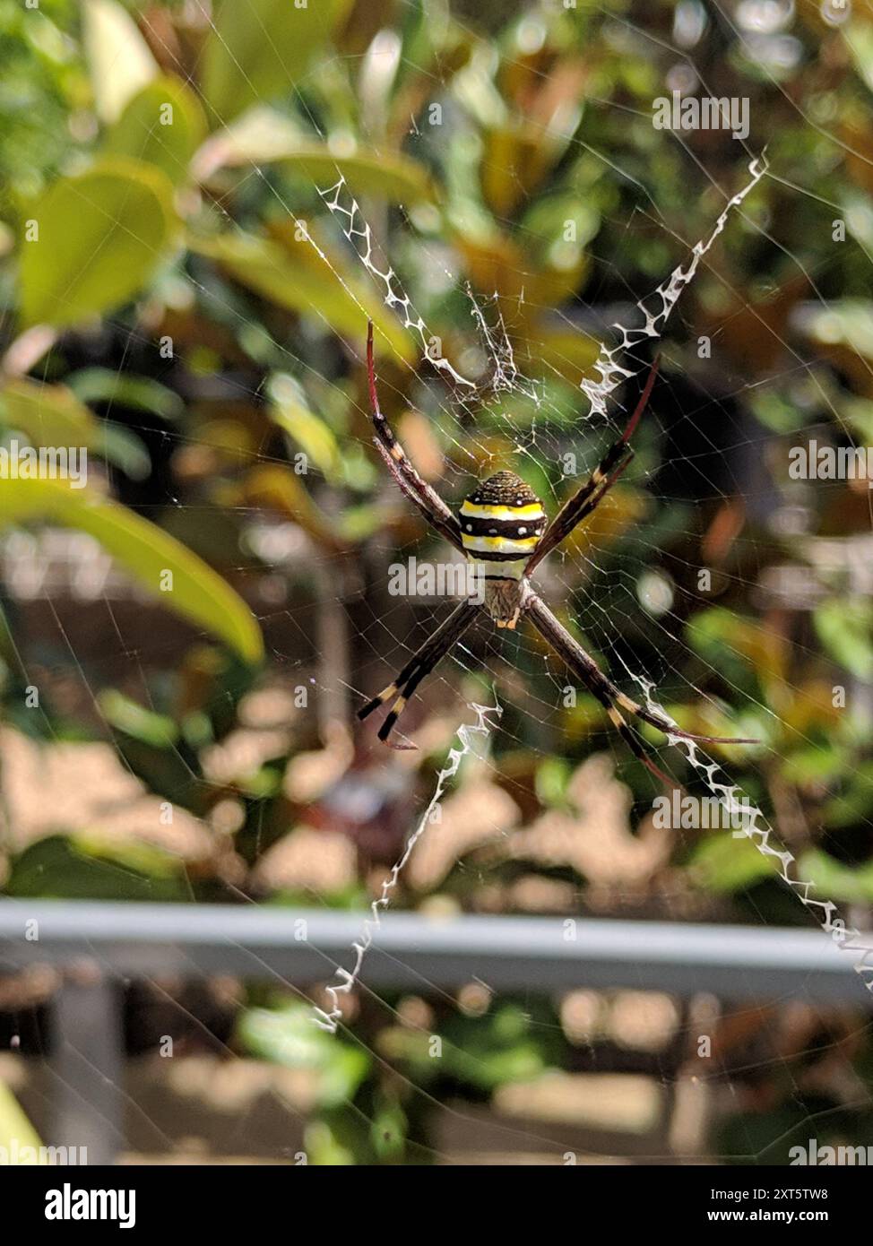 Saint Andrew's Cross Spider (Argiope keyserlingi) Arachnida Stock Photo ...