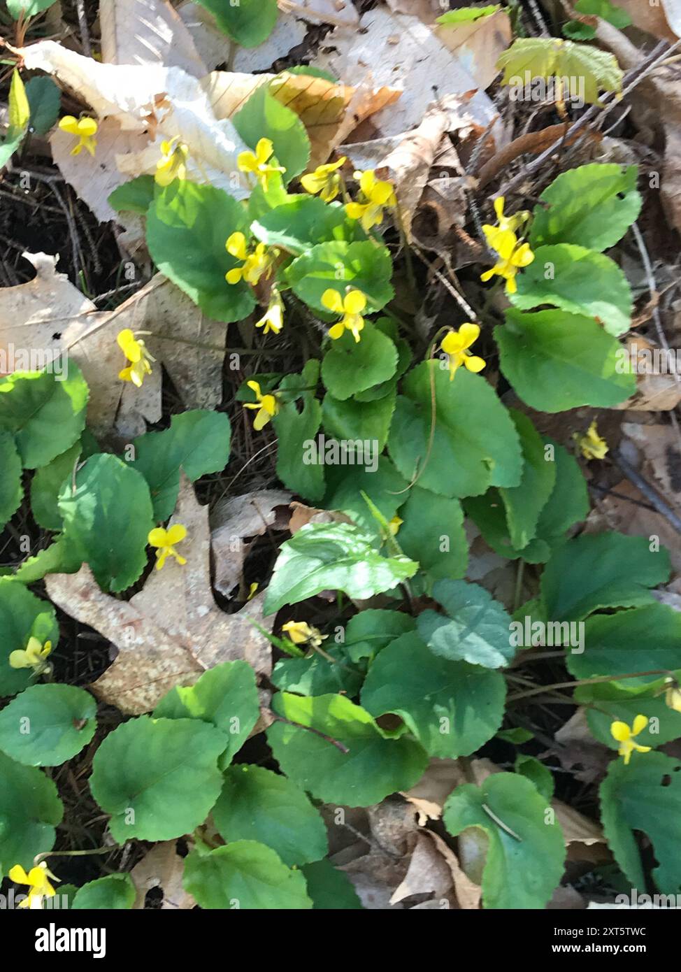 Round-leaved Violet (Viola rotundifolia) Plantae Stock Photo - Alamy