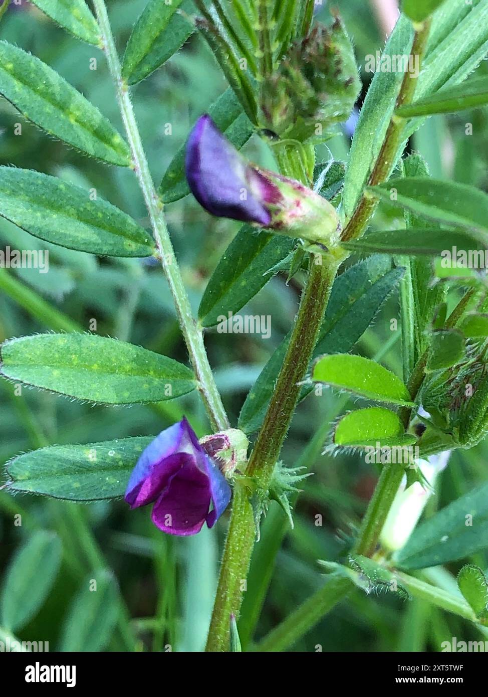 Common Vetch (Vicia sativa) Plantae Stock Photo - Alamy
