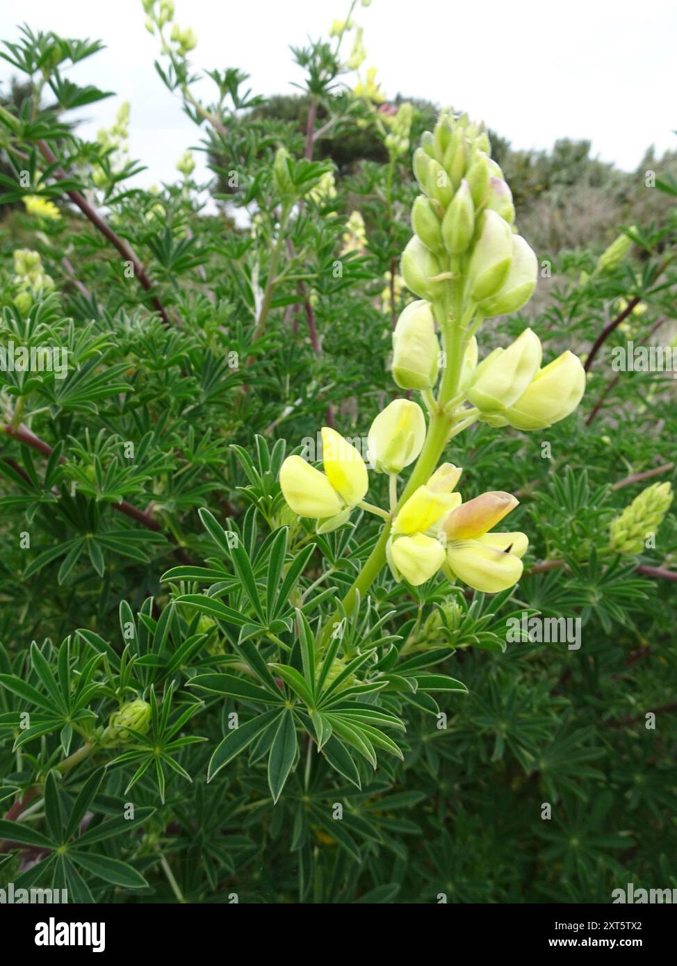 coastal bush lupine (Lupinus arboreus) Plantae Stock Photo - Alamy