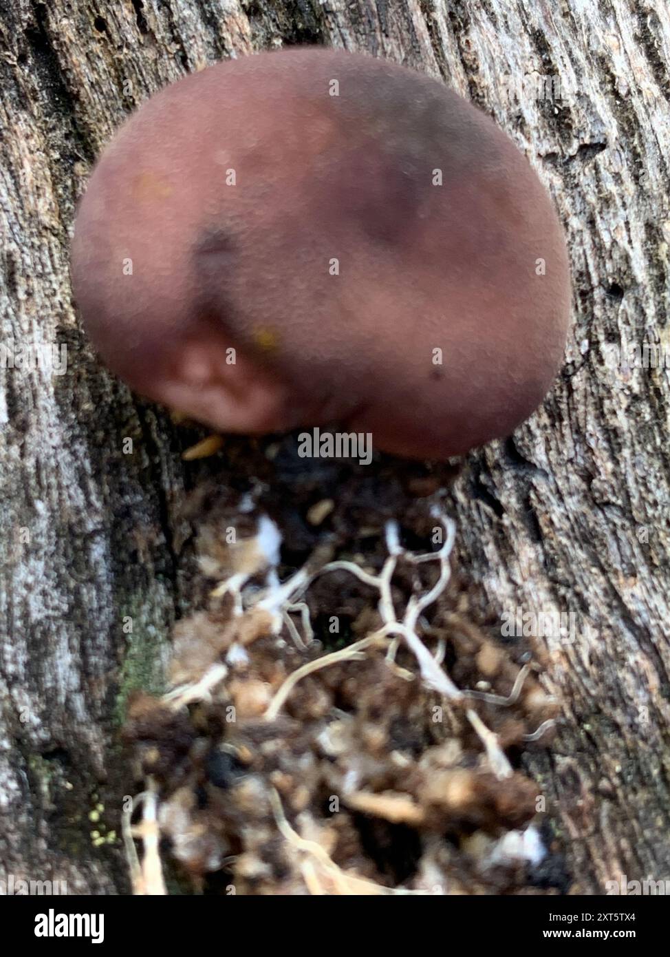 puffballs (Lycoperdaceae) Fungi Stock Photo - Alamy