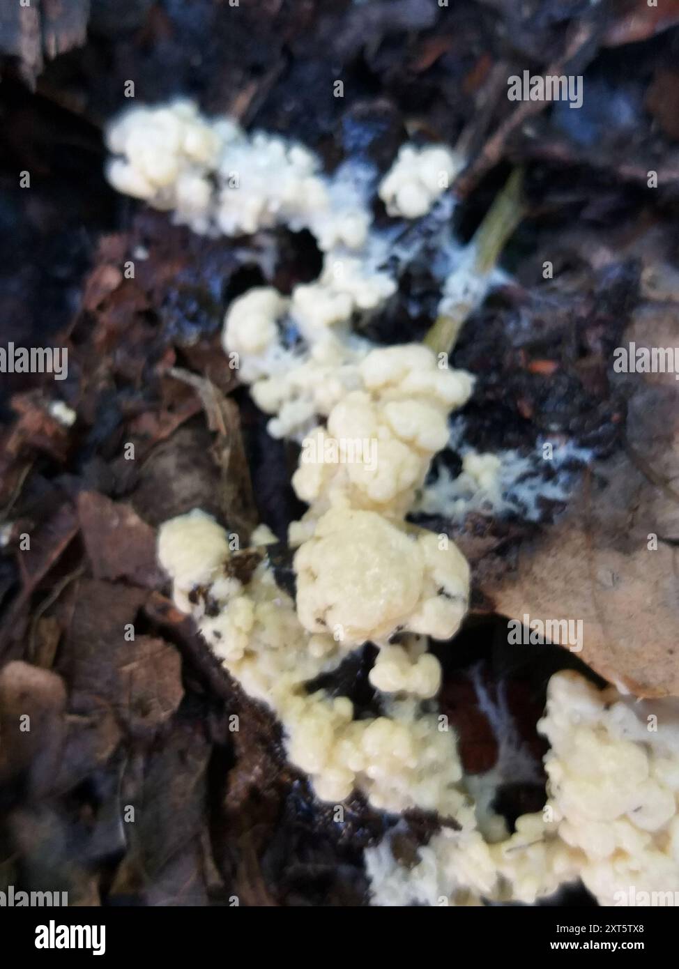 slime molds (Mycetozoa) Protozoa Stock Photo - Alamy