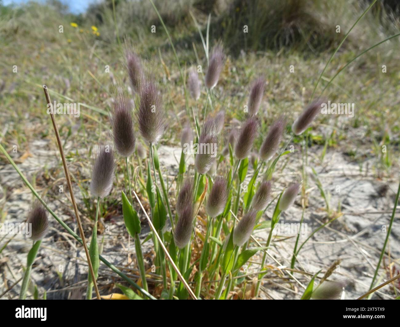 Hare's Tail Grass (Lagurus ovatus) Plantae Stock Photo - Alamy