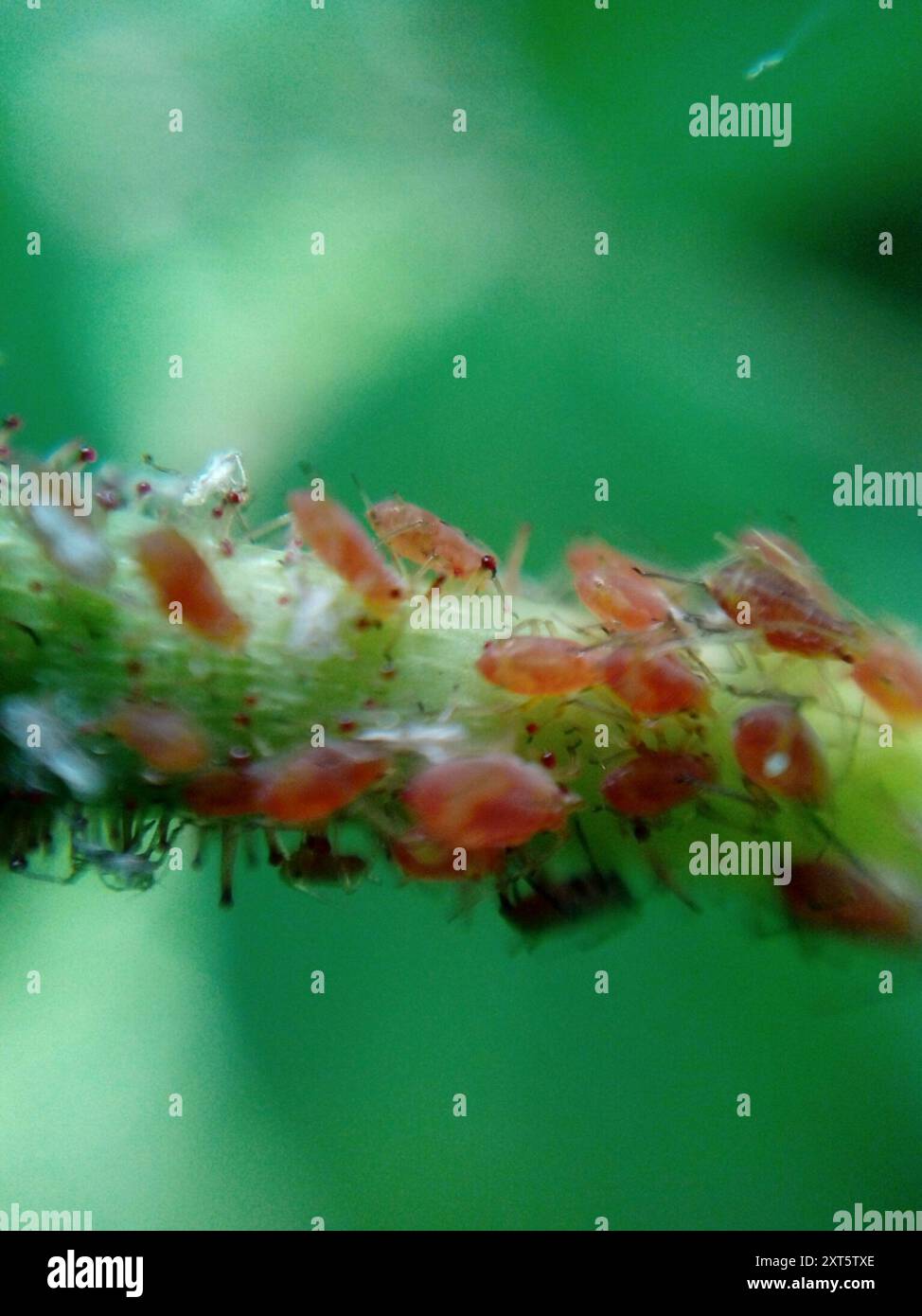Aphids (Aphididae) Insecta Stock Photo - Alamy