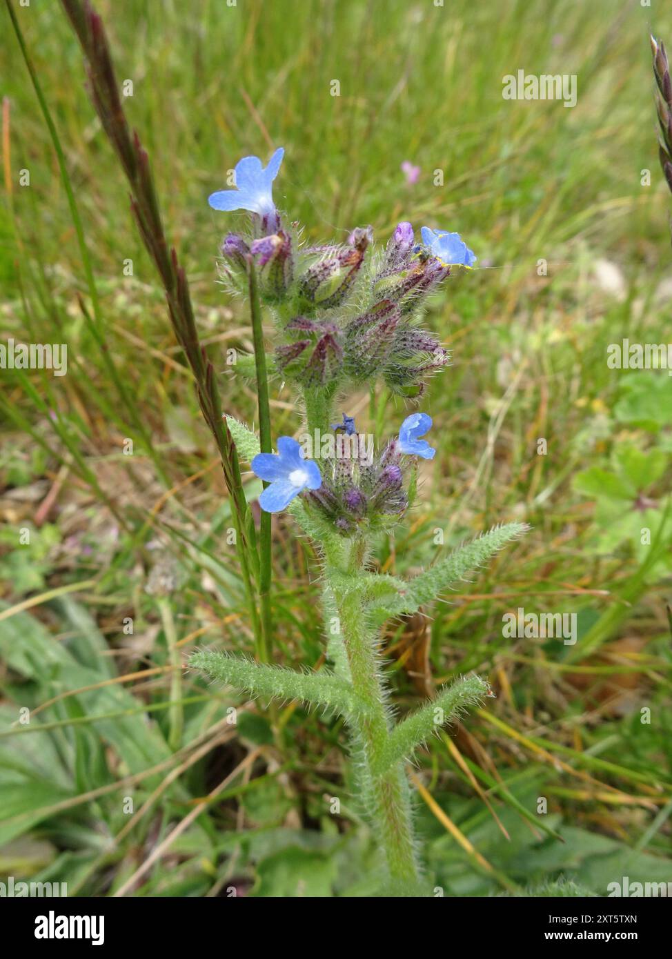 small bugloss (Anchusa arvensis) Plantae Stock Photo - Alamy