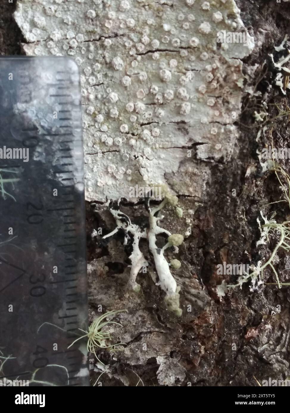 Tube Lichens (Hypogymnia) Fungi Stock Photo - Alamy