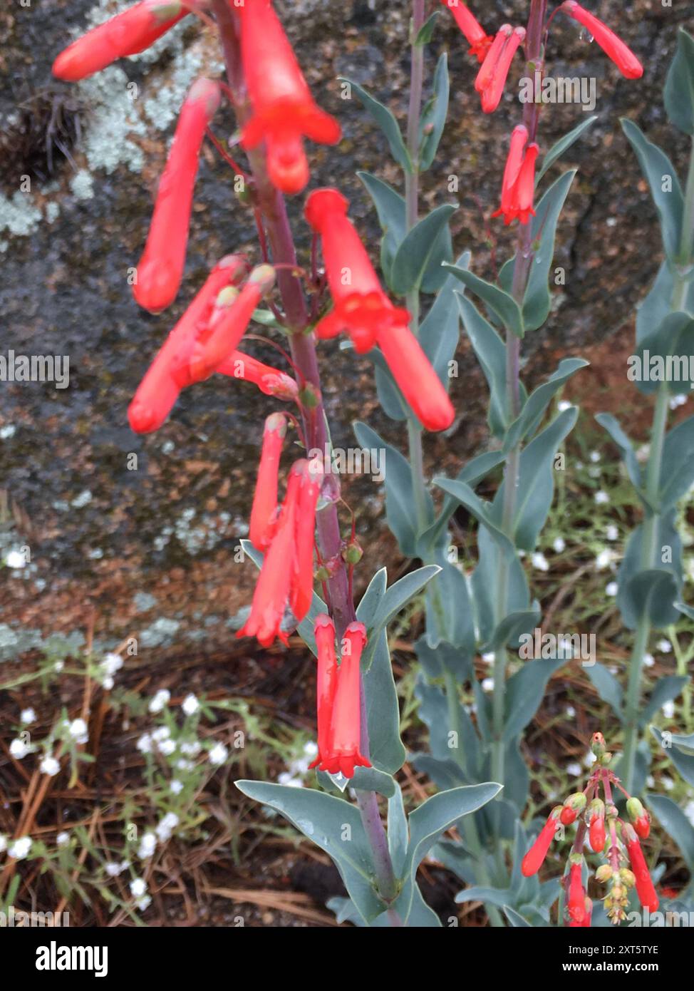 scarlet bugler (Penstemon centranthifolius) Plantae Stock Photo - Alamy