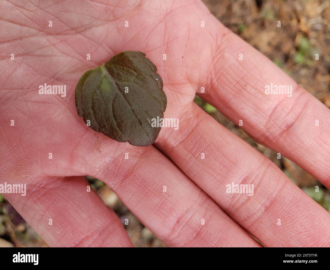 yerba buena (Clinopodium douglasii) Plantae Stock Photo - Alamy