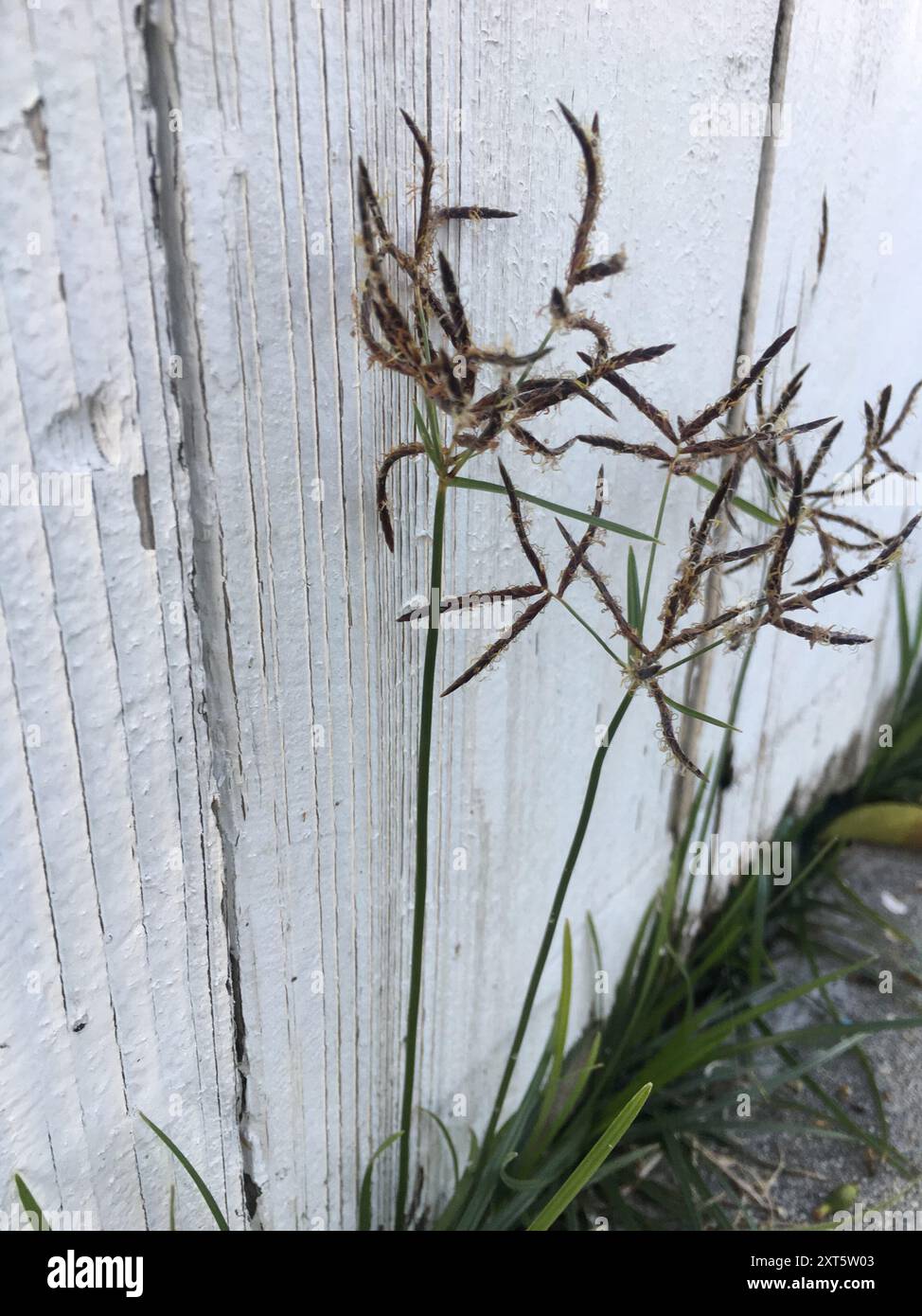 Purple nutsedge (Cyperus rotundus) Plantae Stock Photo - Alamy