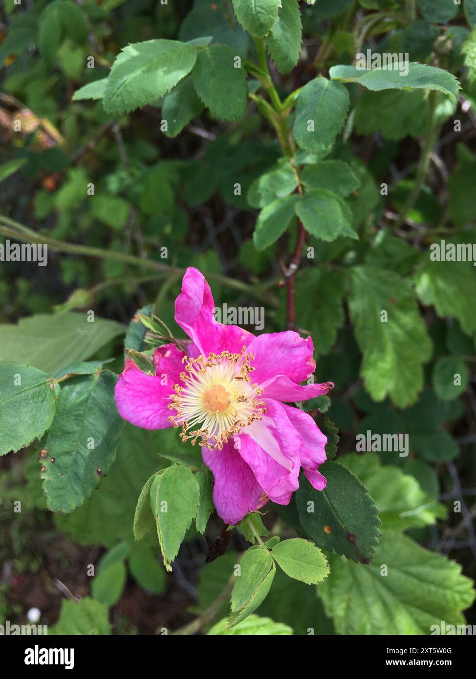 Nootka rose (Rosa nutkana) Plantae Stock Photo - Alamy