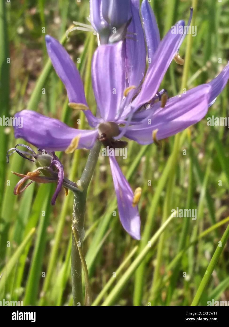 small camas (Camassia quamash) Plantae Stock Photo - Alamy