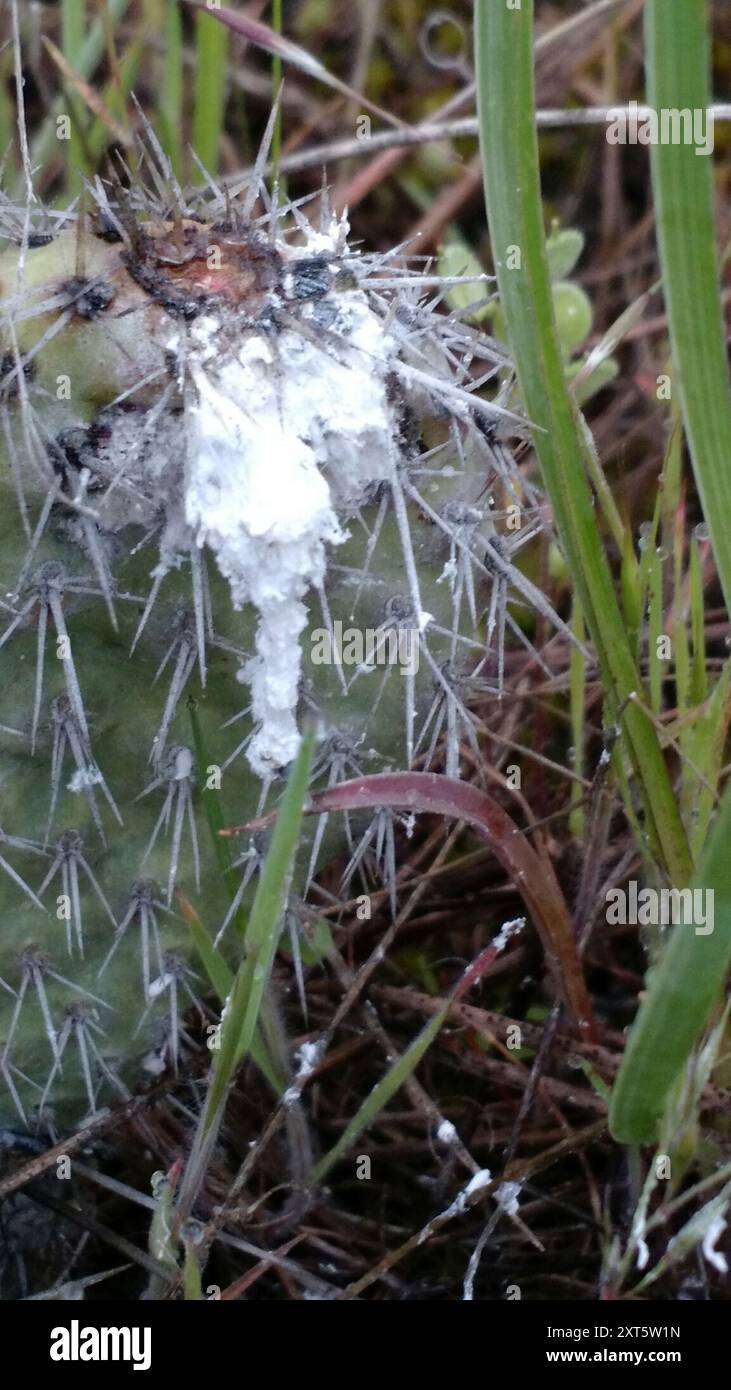 American cochineal bug (Dactylopius confusus) Insecta Stock Photo - Alamy