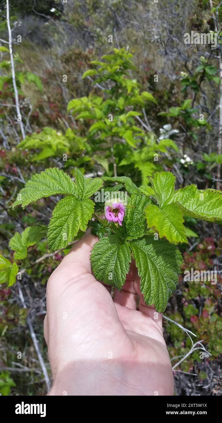 ‘Ākala (Rubus hawaiensis) Plantae Stock Photo - Alamy