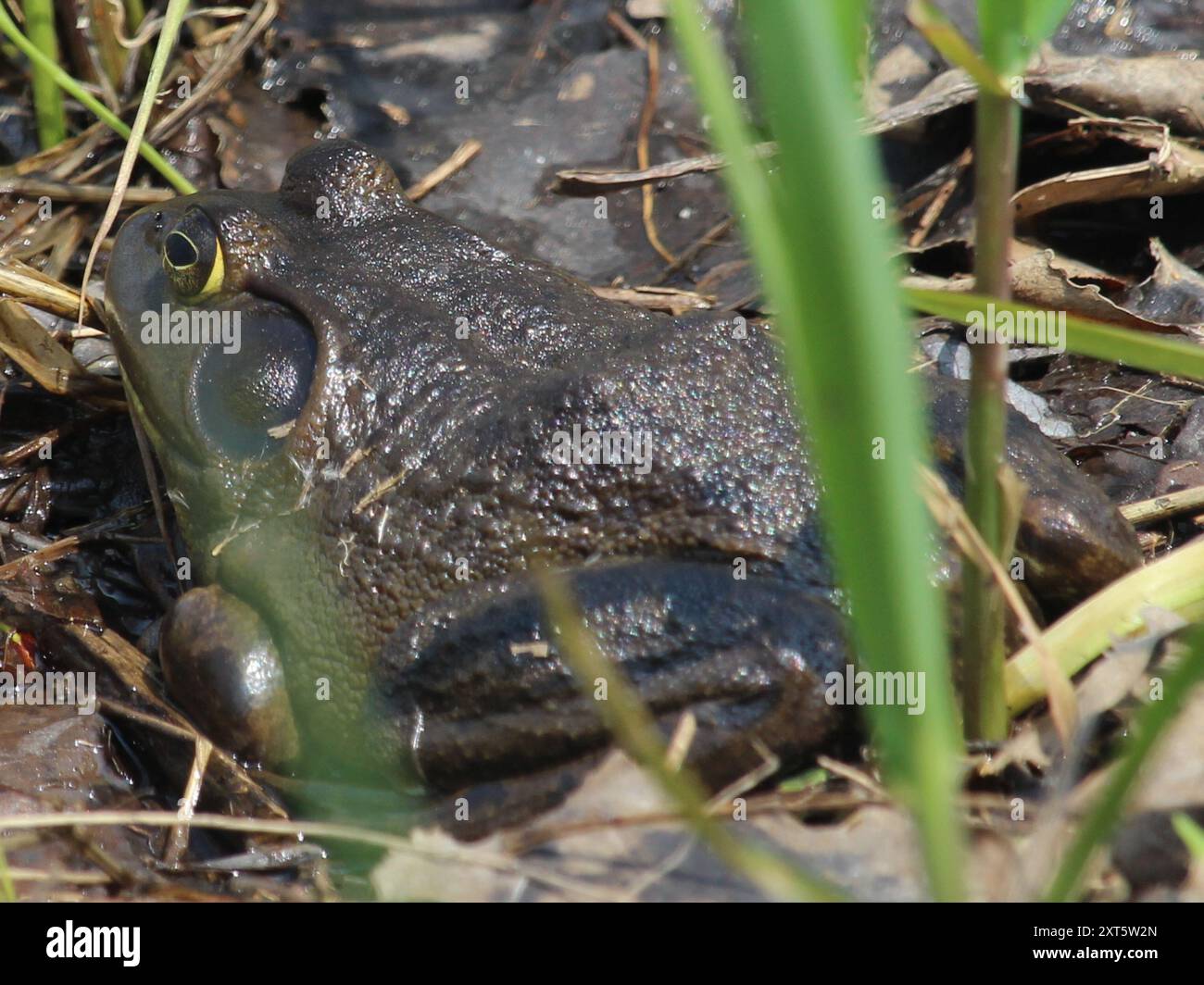 American Bullfrog (Lithobates catesbeianus) Amphibia Stock Photo - Alamy