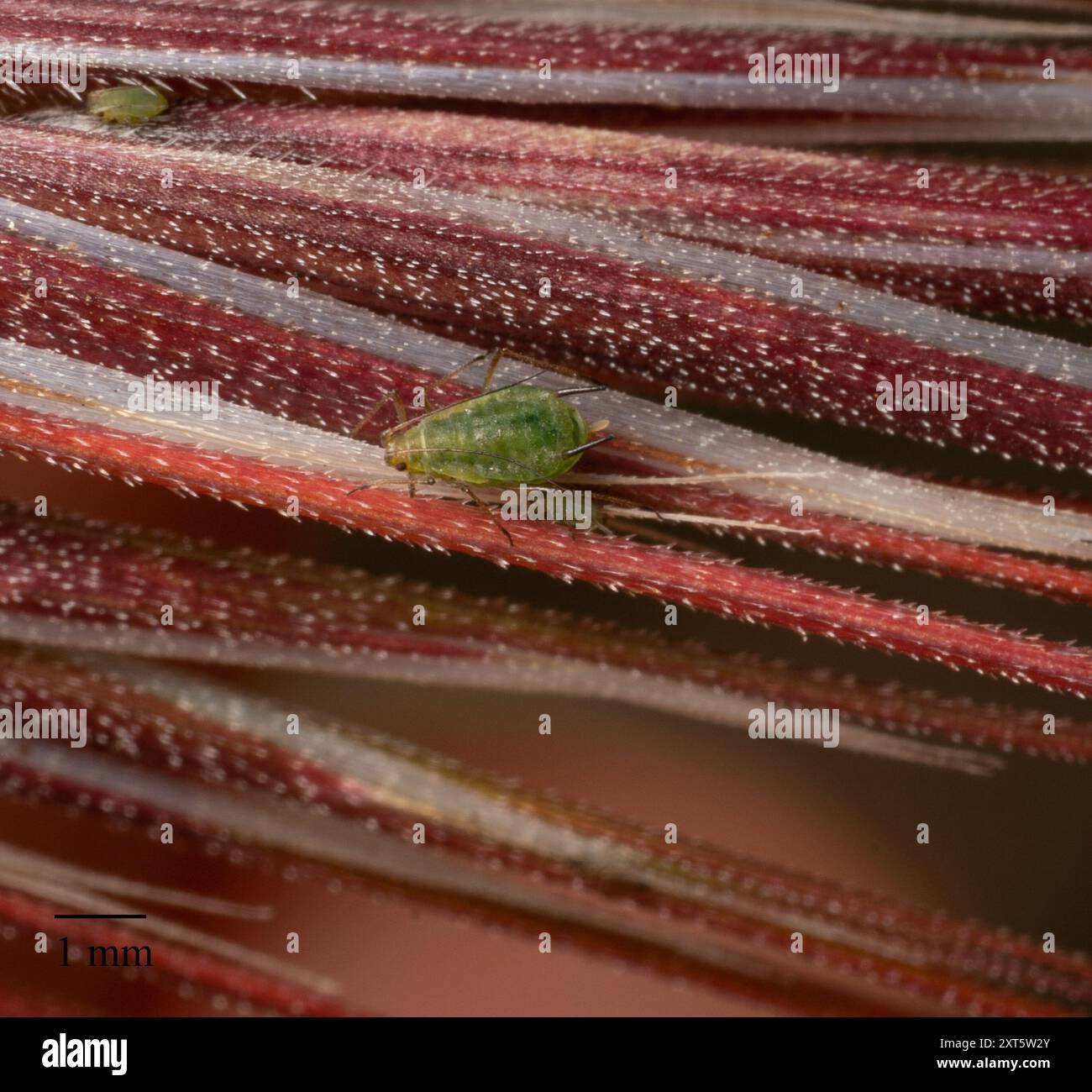 Grain Aphid (Sitobion fragariae) Insecta Stock Photo - Alamy