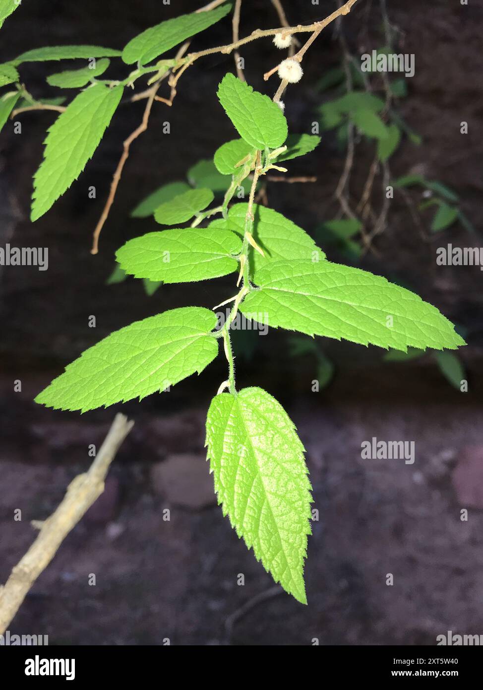 netleaf hackberry (Celtis reticulata) Plantae Stock Photo - Alamy