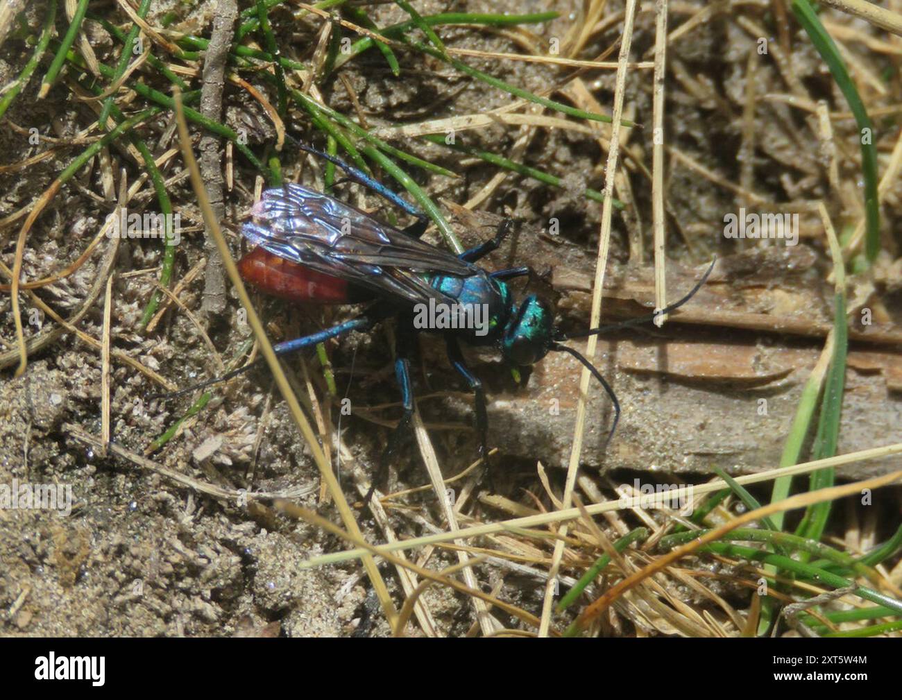 Spider Wasps (Pompilidae) Insecta Stock Photo - Alamy