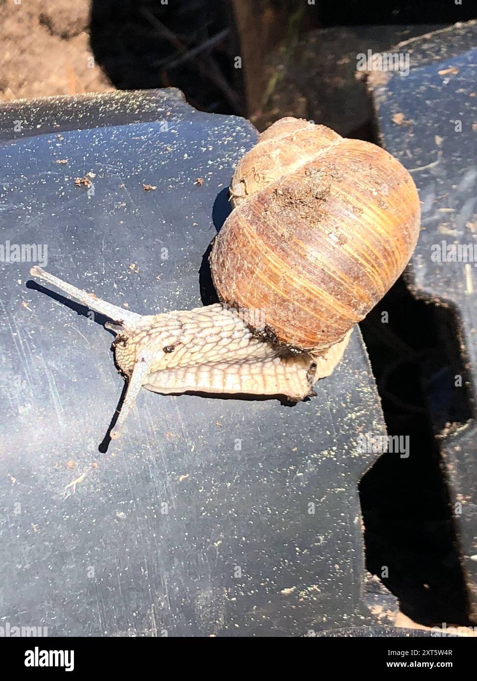 Roman Snail (Helix pomatia) Mollusca Stock Photo - Alamy