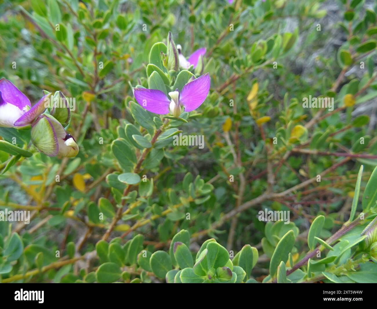 Septemberbush (Polygala myrtifolia myrtifolia) Plantae Stock Photo - Alamy