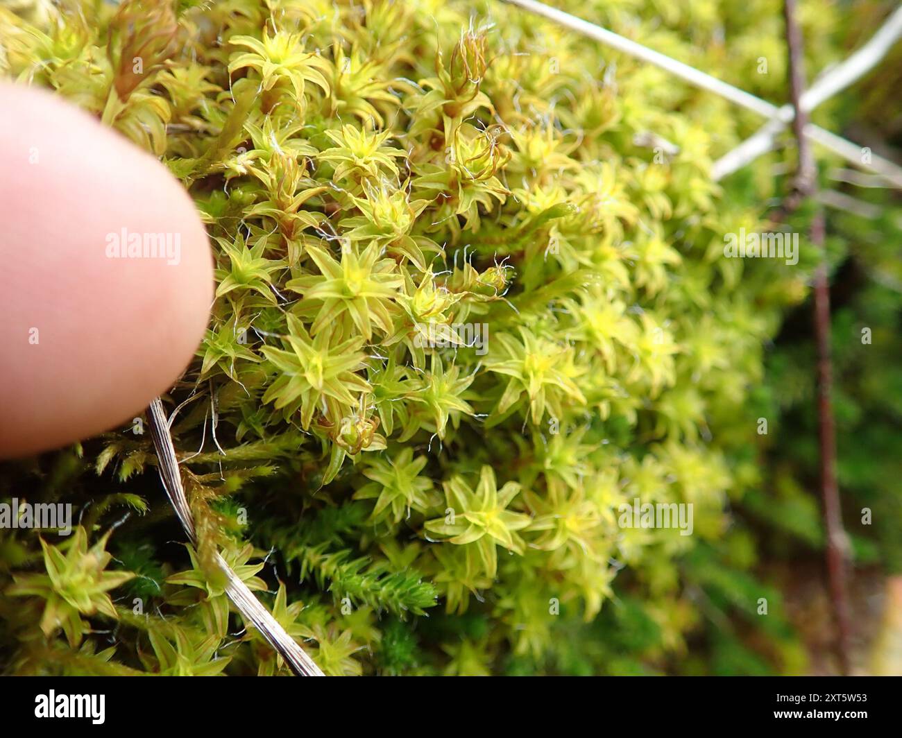 Brown Screw-moss (Syntrichia princeps) Plantae Stock Photo - Alamy